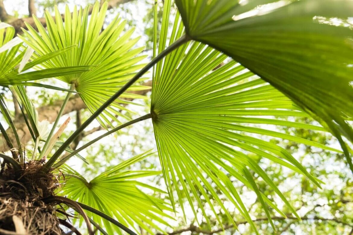 Ultimate Guide to Chinese Fan Palm Care at Home - Petal Republic