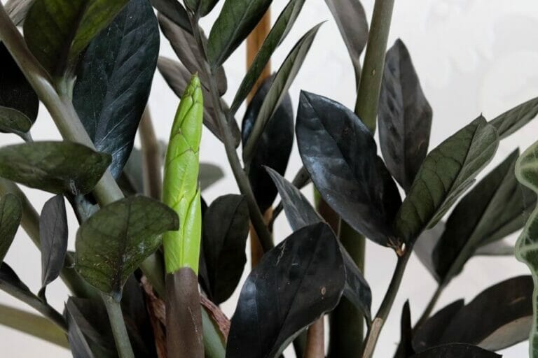 38 Types of Black Flowers and Plants With Pictures - Petal Republic