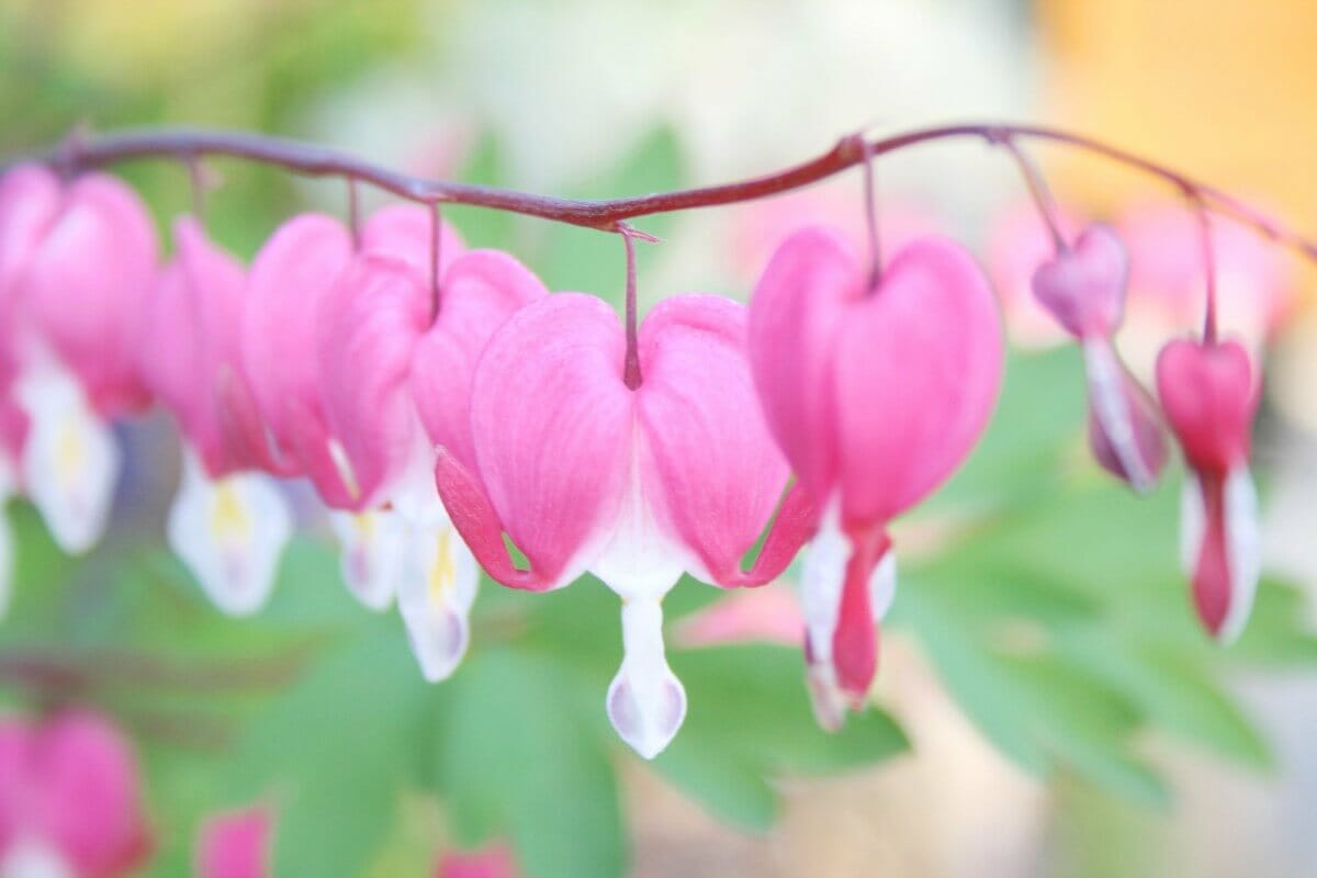 Bleeding Heart: The Flower That Speaks When Words Aren’t Enough - Petal ...