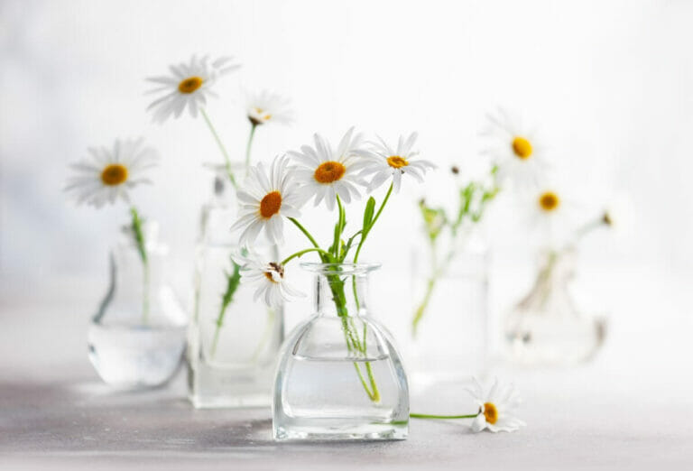Chamomile: The Flower That Symbolizes Inner Peace, Patience, and Quiet ...