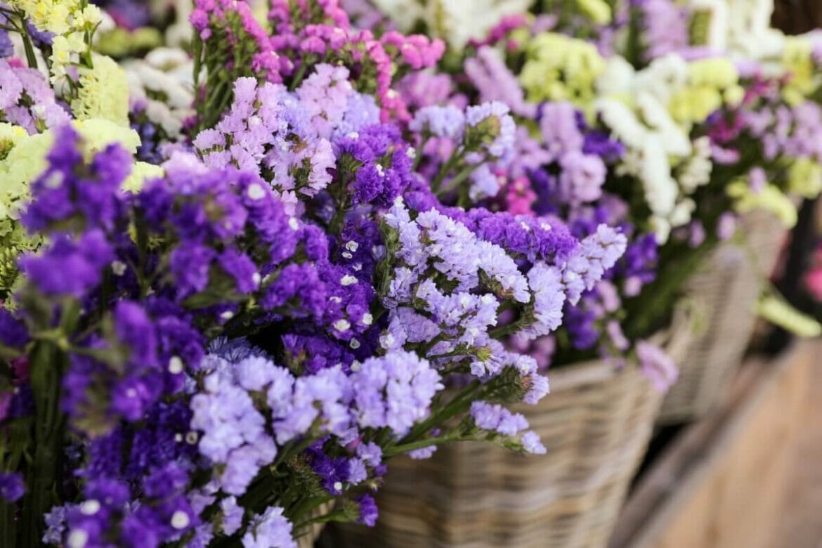 Statice Flowers Carry a Meaning You’ll Feel in Your Soul - Petal Republic
