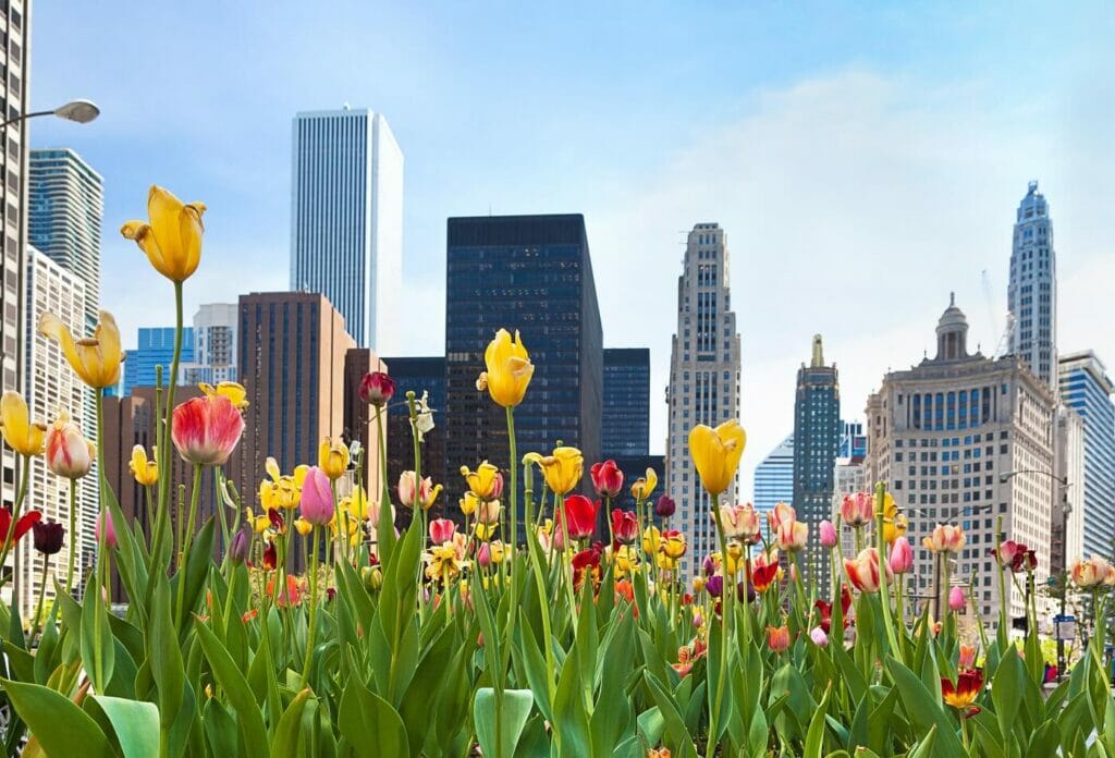 20 Best Chicago Flower Delivery Services (2023) - Petal Republic
