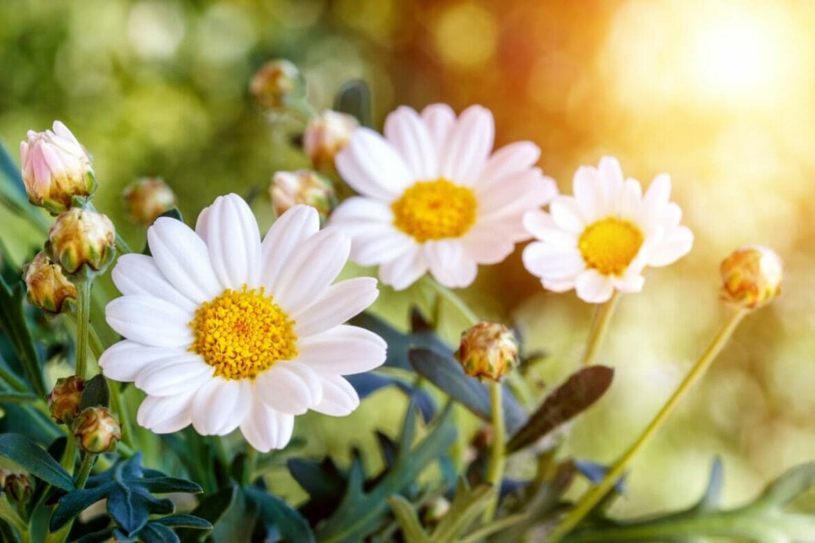 Chamomile: The Flower That Symbolizes Inner Peace, Patience, and Quiet ...
