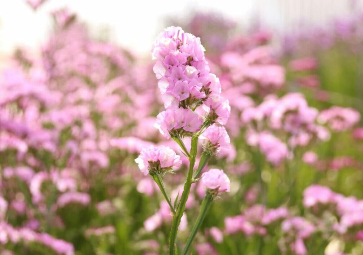 Statice Flowers Carry a Meaning You’ll Feel in Your Soul - Petal Republic