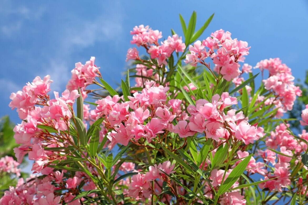 Oleander Flowers: The Symbolism of One of Nature's Most Intriguing ...
