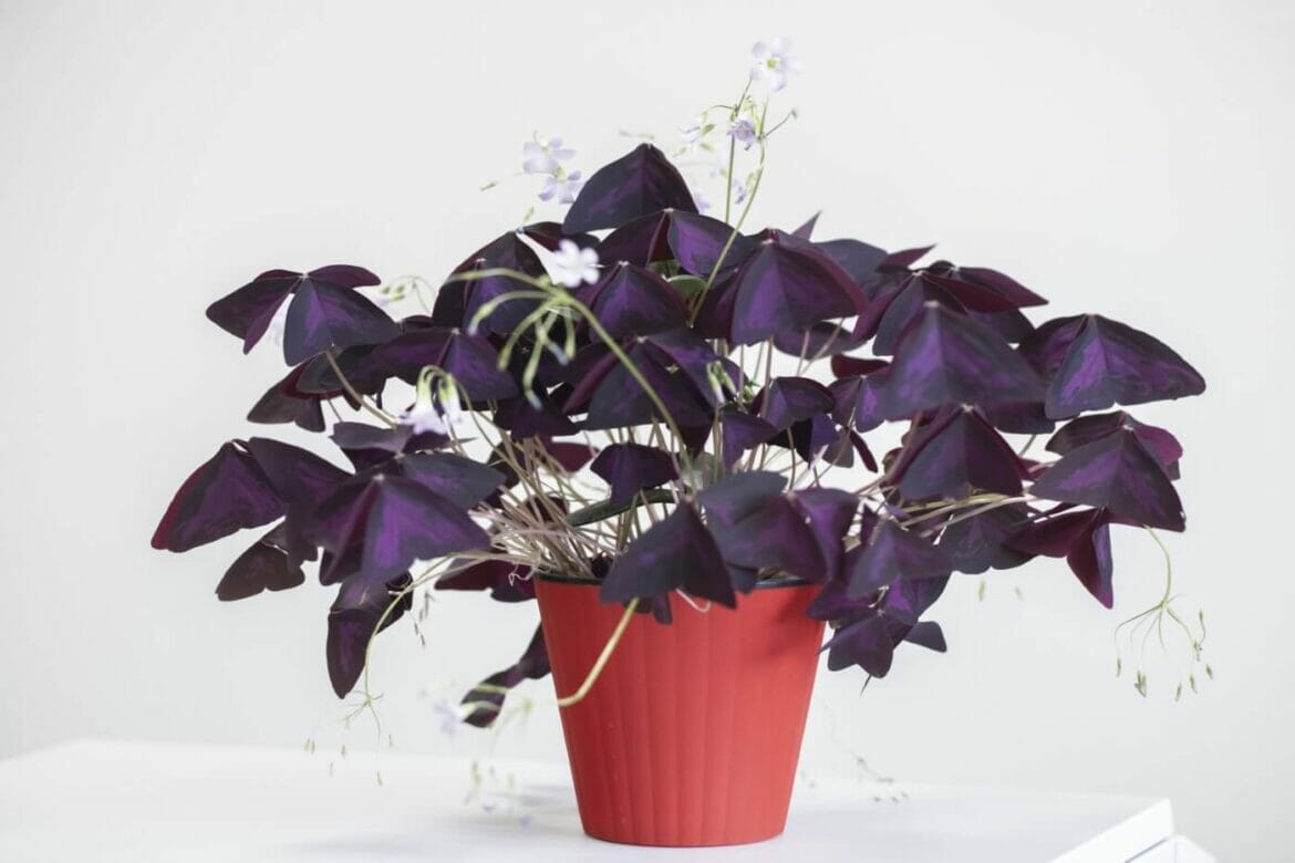 Ultimate Guide to Oxalis Triangularis Plant Care at Home - Petal Republic