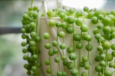 Ultimate Guide to String of Pearls Plant Care at Home - Petal Republic