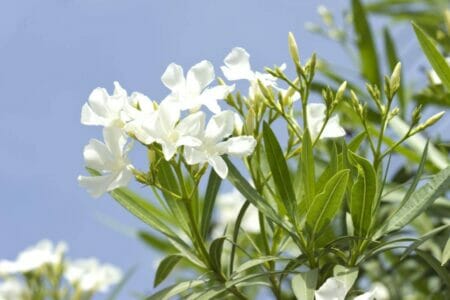 Ultimate Guide to Oleander flower (Nerium) Meaning - Petal Republic