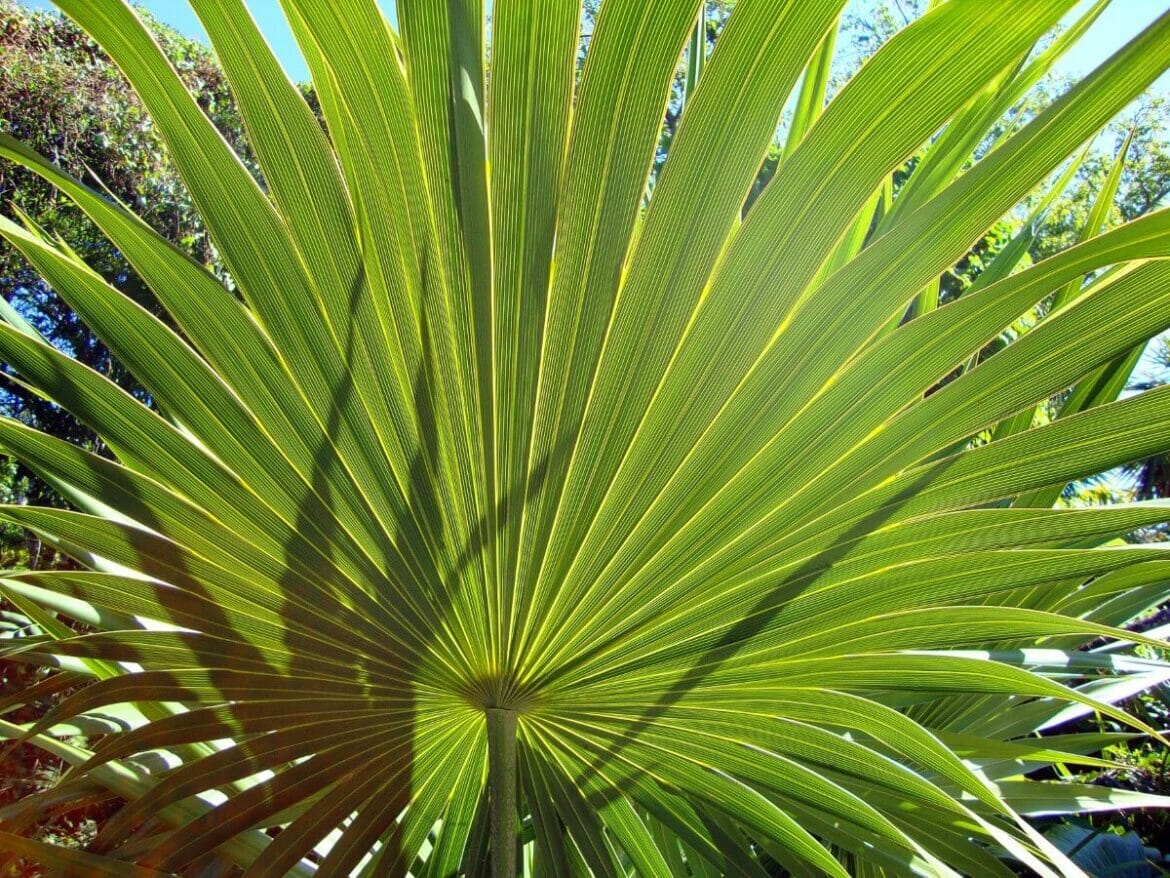 Ultimate Guide to Chinese Fan Palm Care at Home - Petal Republic