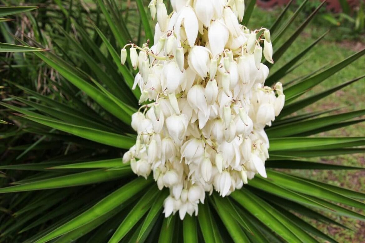 18 Best Types of Yucca Plants to Grow at Home - Petal Republic
