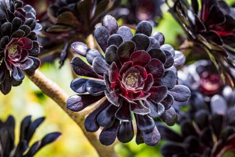 38 Types of Black Flowers and Plants With Pictures - Petal Republic
