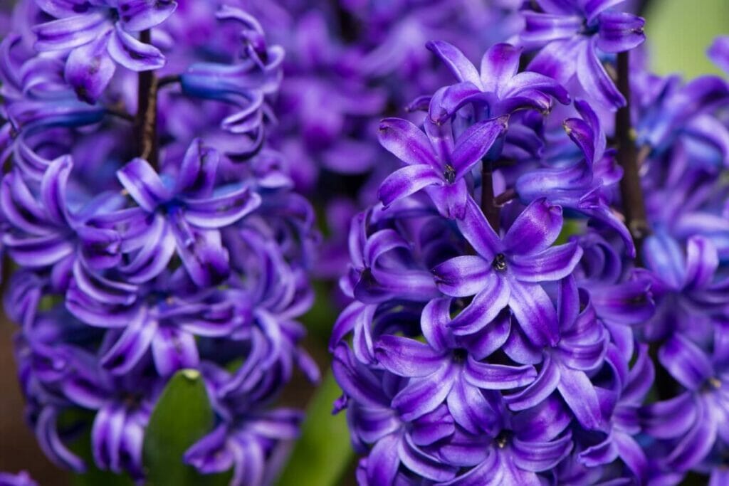 20 of the Most Fragrant Purple Flowers - Petal Republic
