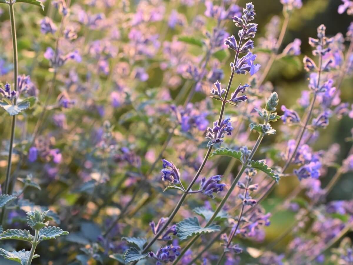 How to Grow Catnip (Nepeta) - Essential Tips - Petal Republic