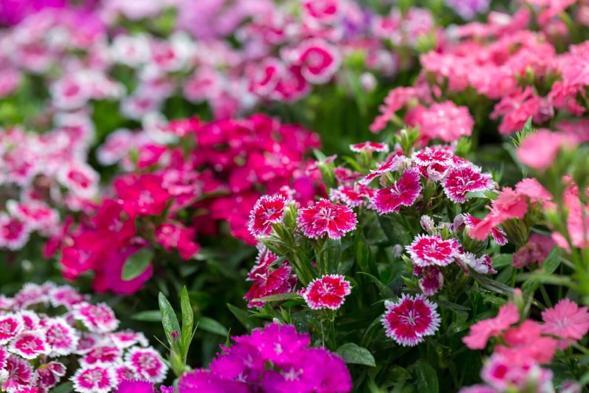 Ultimate Guide to Dianthus Flower Meaning and Symbolism - Petal Republic