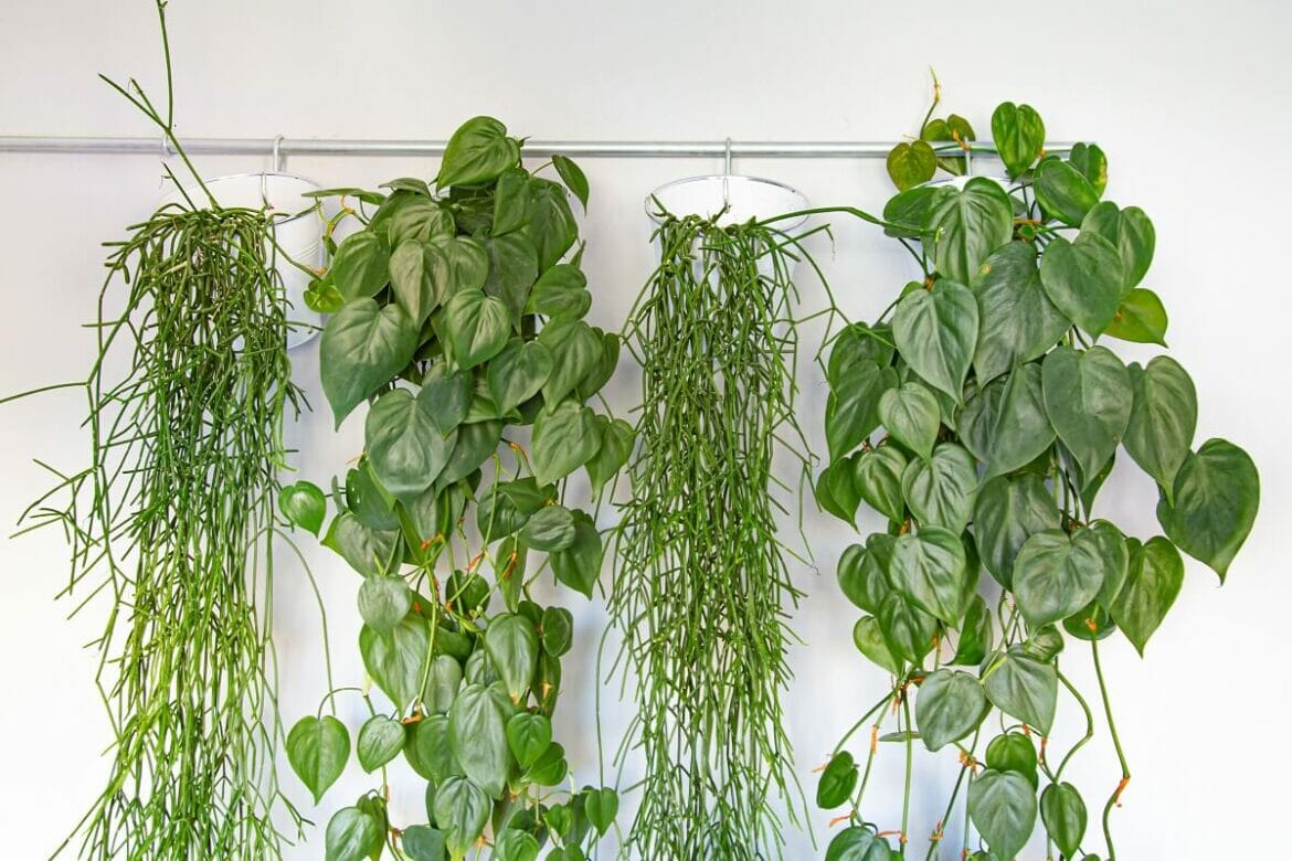 22 Best Types of Indoor Hanging Plants - Petal Republic