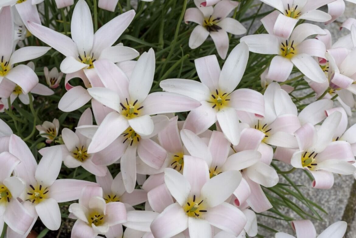 Ultimate Guide to Tulip Flower Meanings and Symbolism - Petal Republic