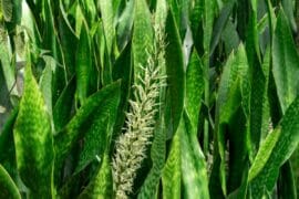14 Best Types of Snake Plants to Grow at Home - Petal Republic