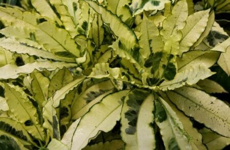 17 Best Types of Croton Plants to Grow at Home - Petal Republic