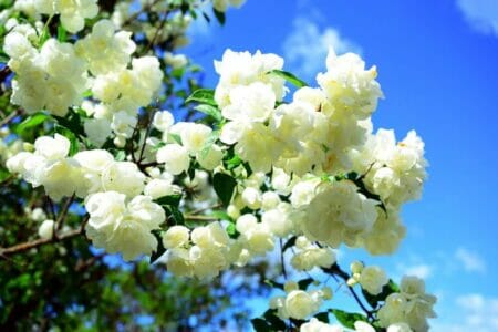 The 19 Most Fragrant White Flowers - Petal Republic