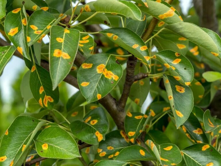 How to Grow Plumeria: Essential Tips and Tricks - Petal Republic
