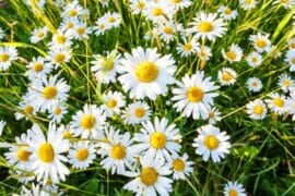 Daisy Symbolism in the Language of Flowers - Petal Republic