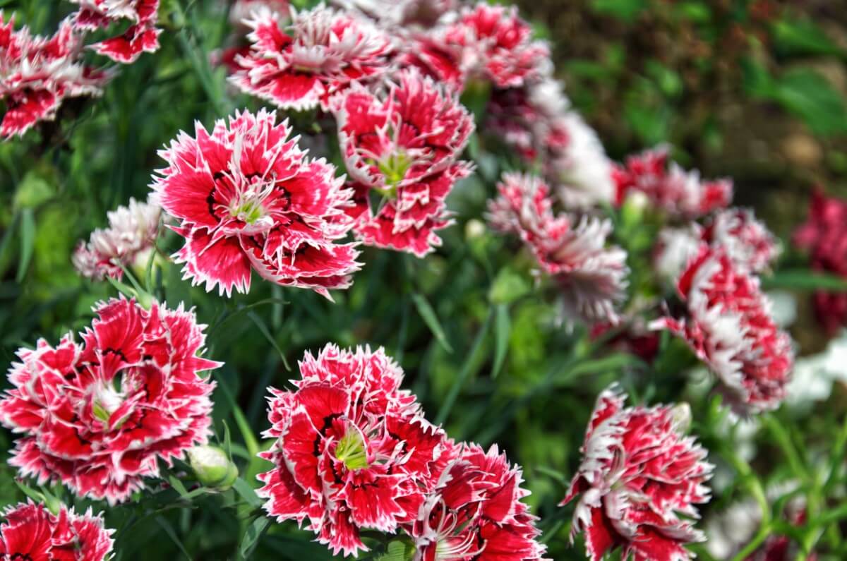 How to Grow Dianthus chinensis (Chinese Pink) - Petal Republic