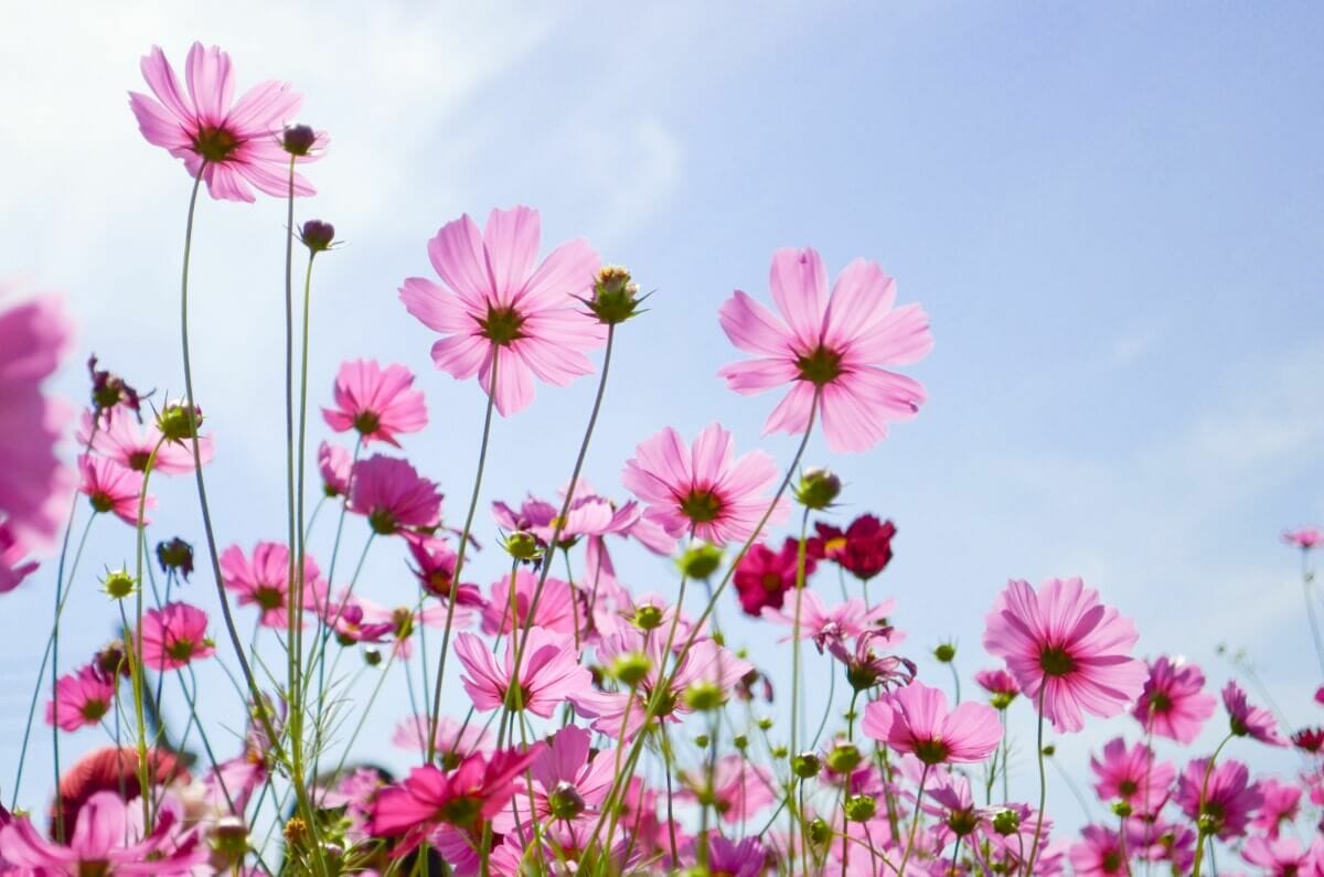 Ultimate Guide to Cosmos Flower Meaning - Petal Republic