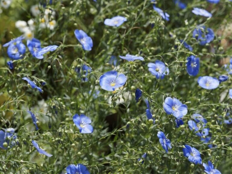 The Blue Garden: 75 Spectacular Blue Flowers Explored - Petal Republic