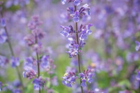 How to Grow Catnip (Nepeta) - Essential Tips - Petal Republic