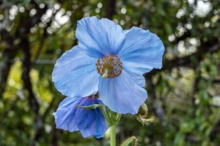 75 Blue Flowers With Names, Pictures, and Growing Tips - Petal Republic