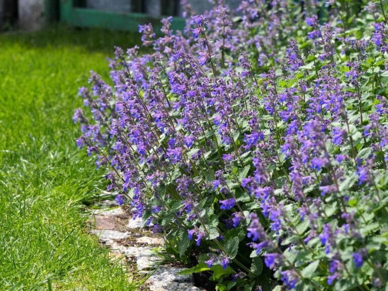 How to Grow and Care for Catnip: Your Complete Guide - Petal Republic