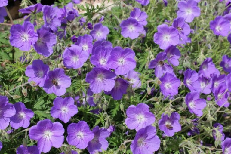 Geranium Rozanne: Plant Care and Growing Guide - Petal Republic
