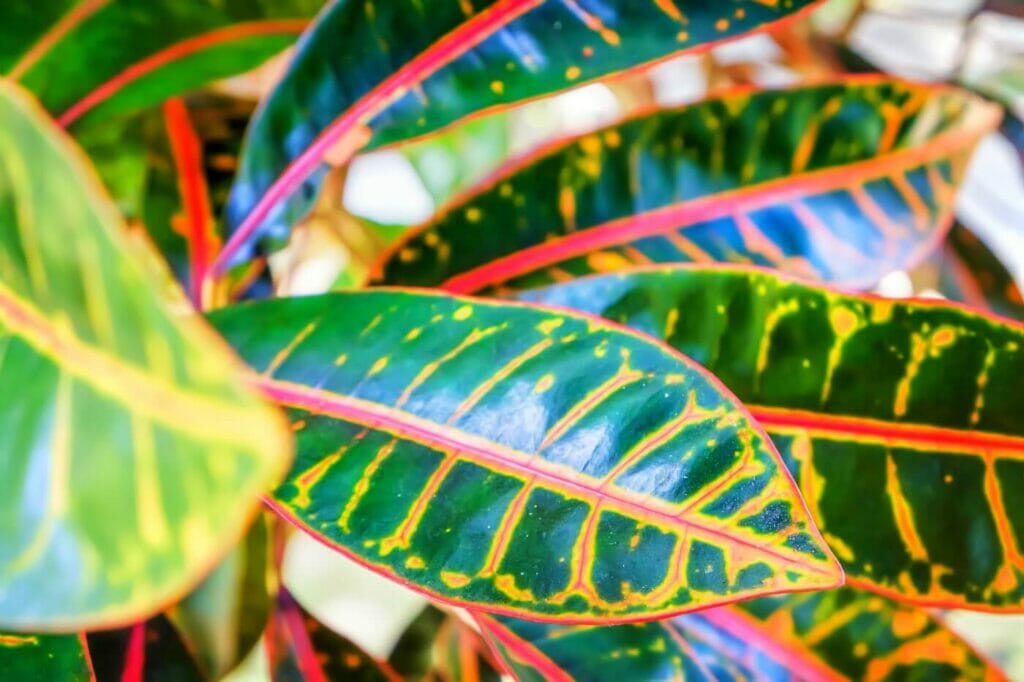 How to Grow and Care for Croton Plants at Home - Petal Republic