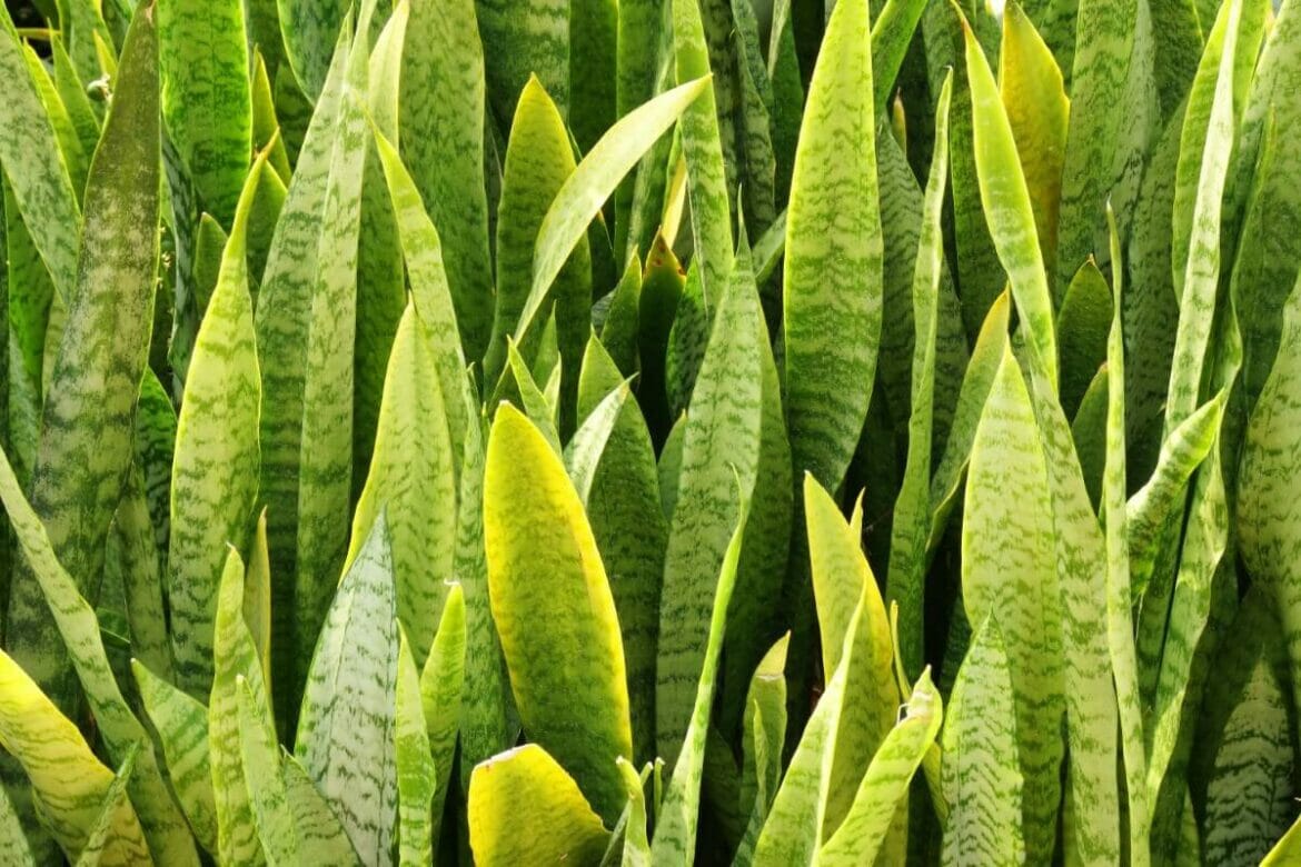 14 Best Types of Snake Plants to Grow at Home - Petal Republic