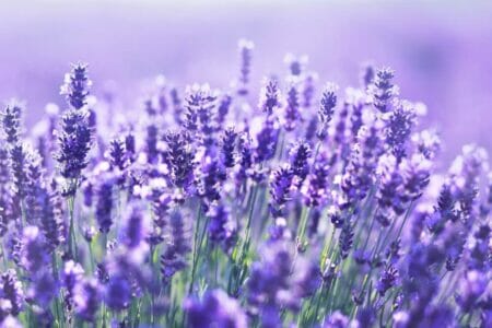 20 of the Most Fragrant Purple Flowers - Petal Republic