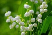 The 19 Most Fragrant White Flowers - Petal Republic