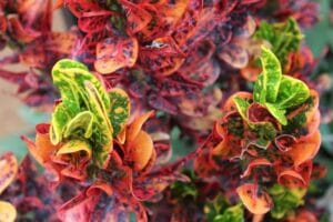 17 Best Types of Croton Plants to Grow at Home - Petal Republic