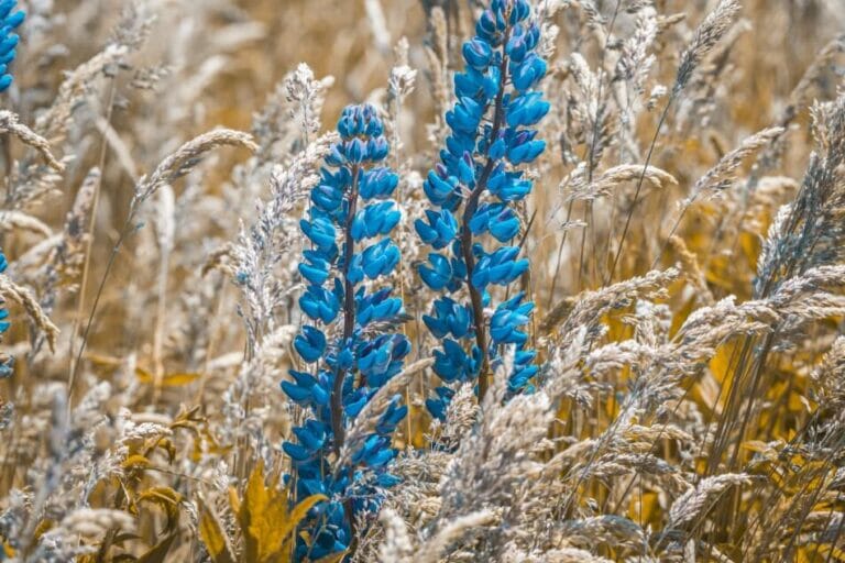 75 Beautiful Blue Flowers With Pictures - Petal Republic