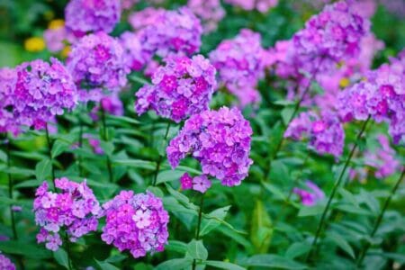 20 of the Most Fragrant Purple Flowers - Petal Republic