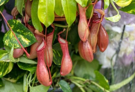 How to Grow and Care for Pitcher Plants at Home - Petal Republic