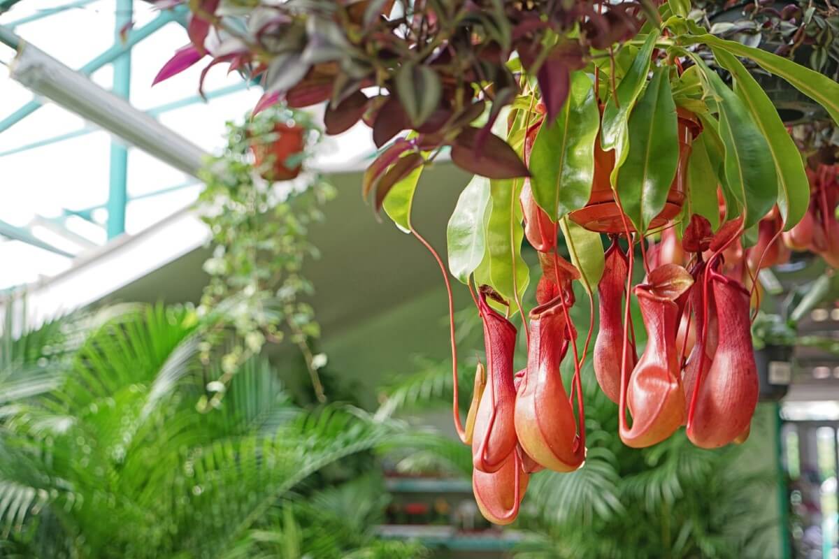 How to Grow and Care for Pitcher Plants at Home - Petal Republic