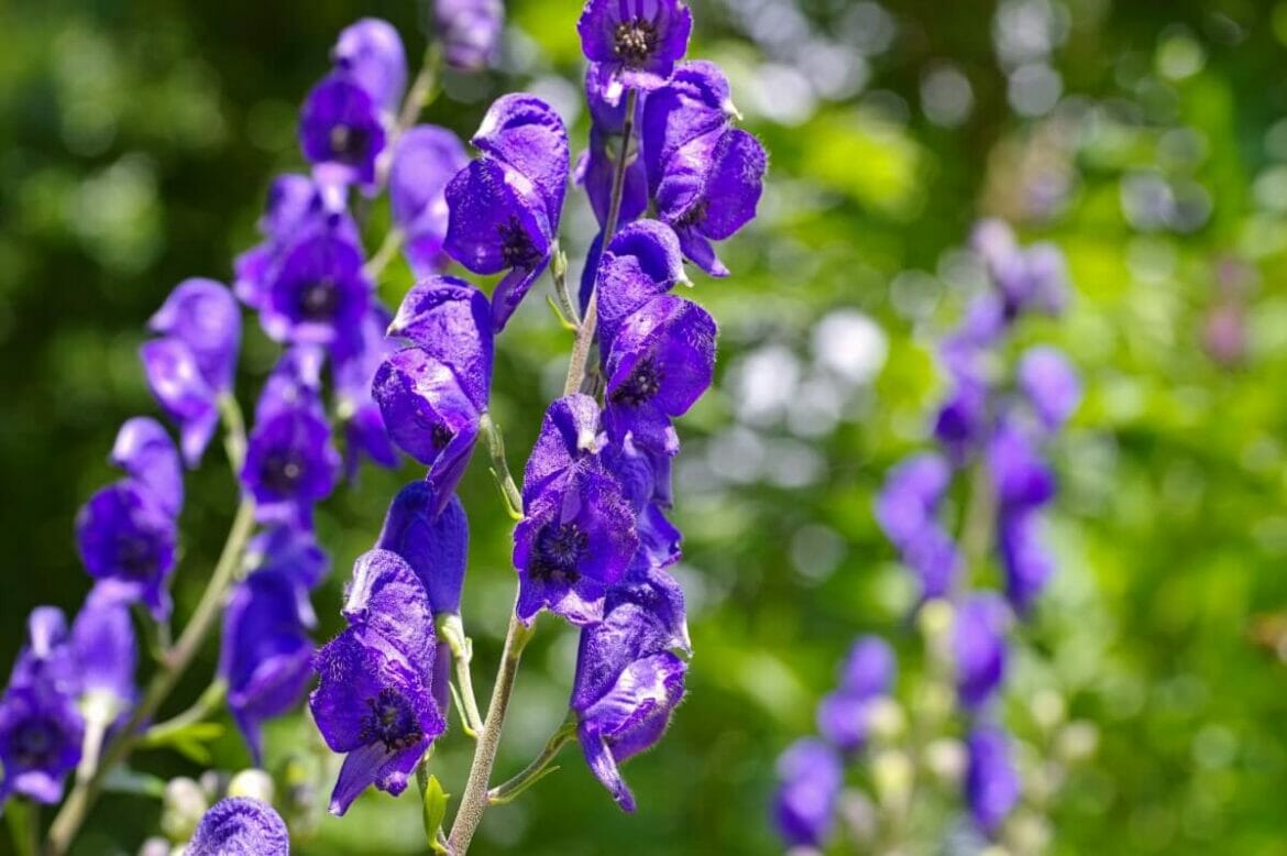 Ultimate Guide to Wolf's Bane Flower Meaning (Aconitum) - Petal Republic