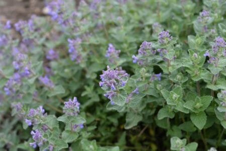 How to Grow Catnip (Nepeta) - Essential Tips - Petal Republic