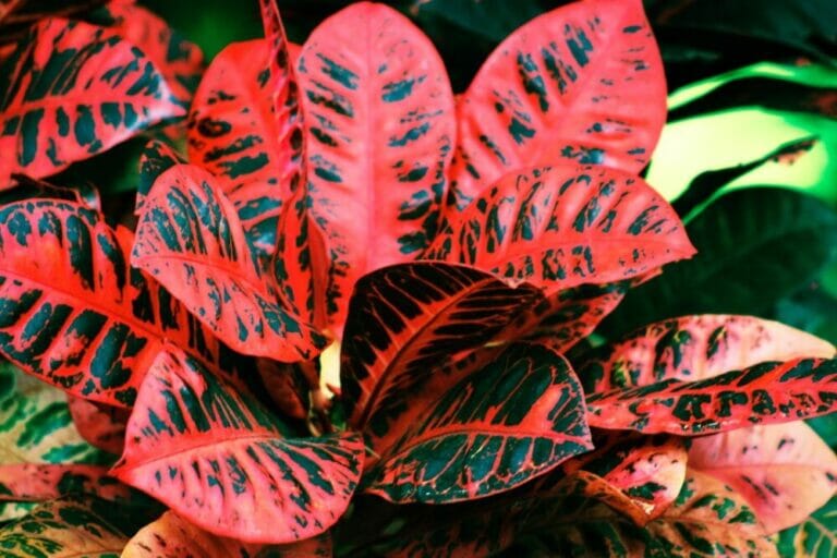 17 Best Types of Croton Plants to Grow at Home - Petal Republic