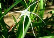 The 19 Most Fragrant White Flowers - Petal Republic