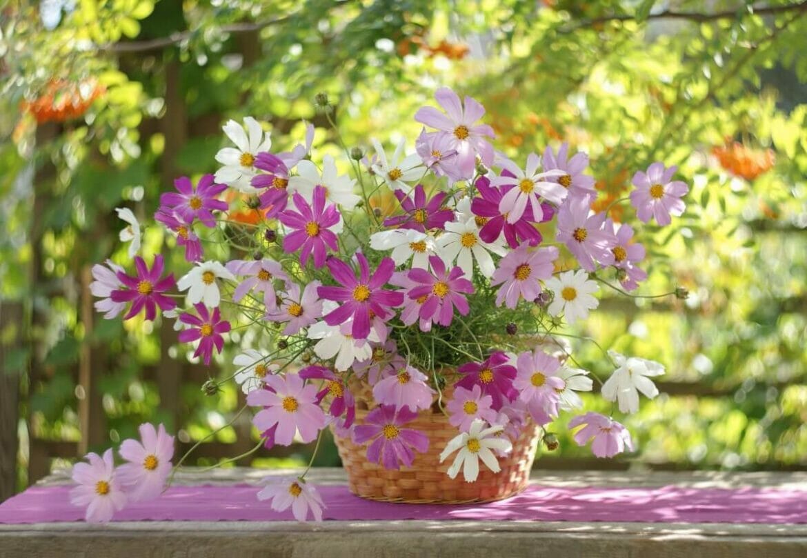 Stellar Blooms: Unearthing the Symbolism of Cosmos Flowers - Petal Republic