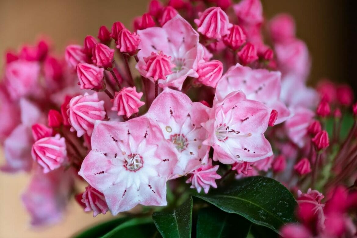 Mountain Laurel Mystique: The Intricacies of Kalmia Symbolism - Petal ...