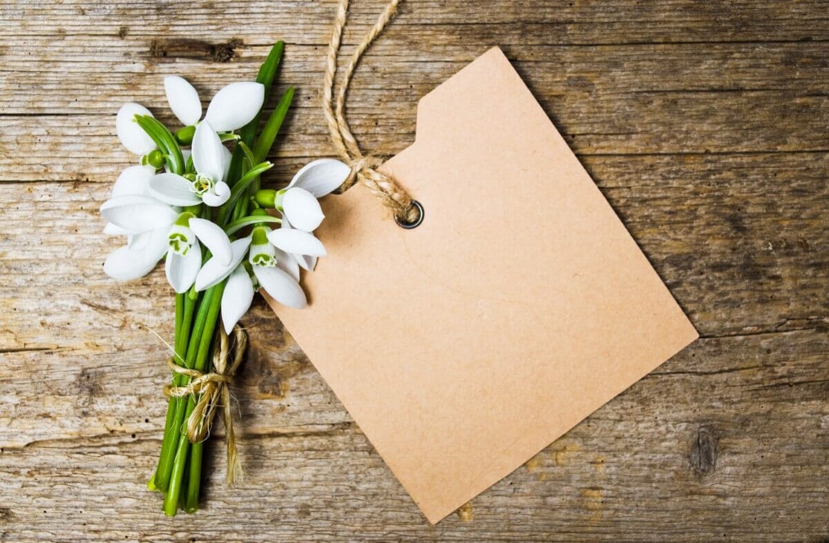 The Story Behind Snowdrop Flower Meanings - Petal Republic