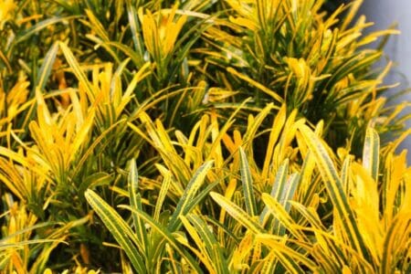 17 Best Types of Croton Plants to Grow at Home - Petal Republic