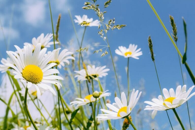 Daisy Flowers: What These Simple Blooms Whisper in the Language of ...